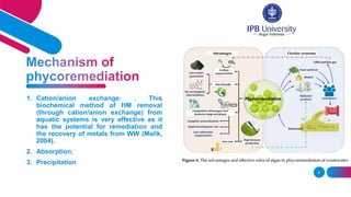 Wiwin KusumPhycoremediation bagi Lingkungan Aquaculture.pptx