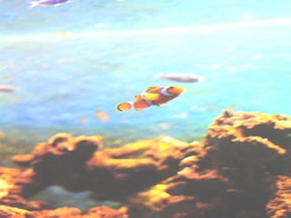 dodo fish | PPT