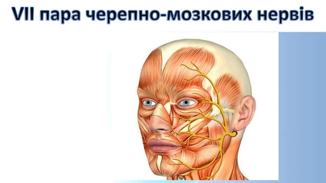 Vll para cherepno-mozkovikh_nerviv | PPT