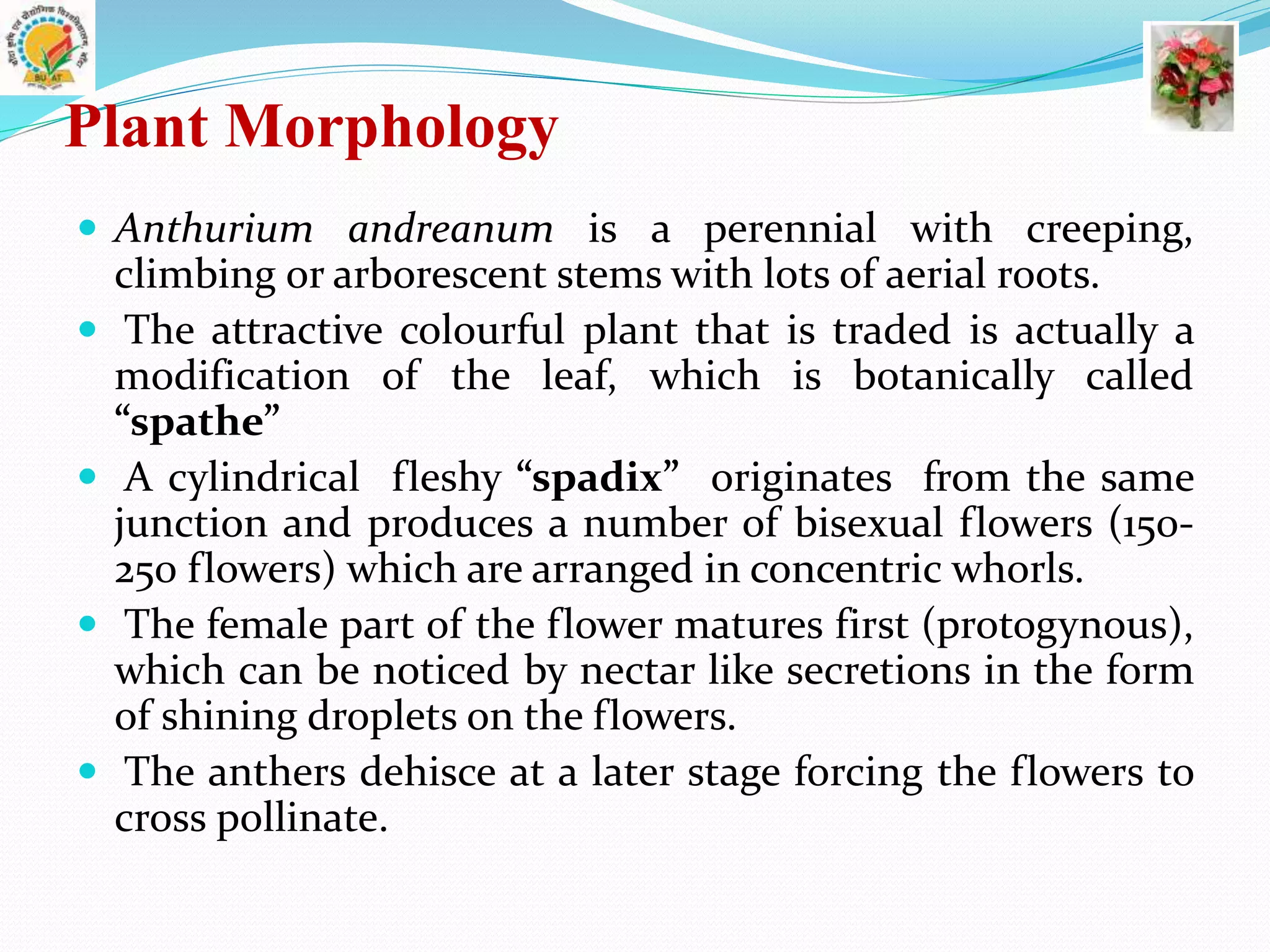 Anthurium Cultivation | PPTX
