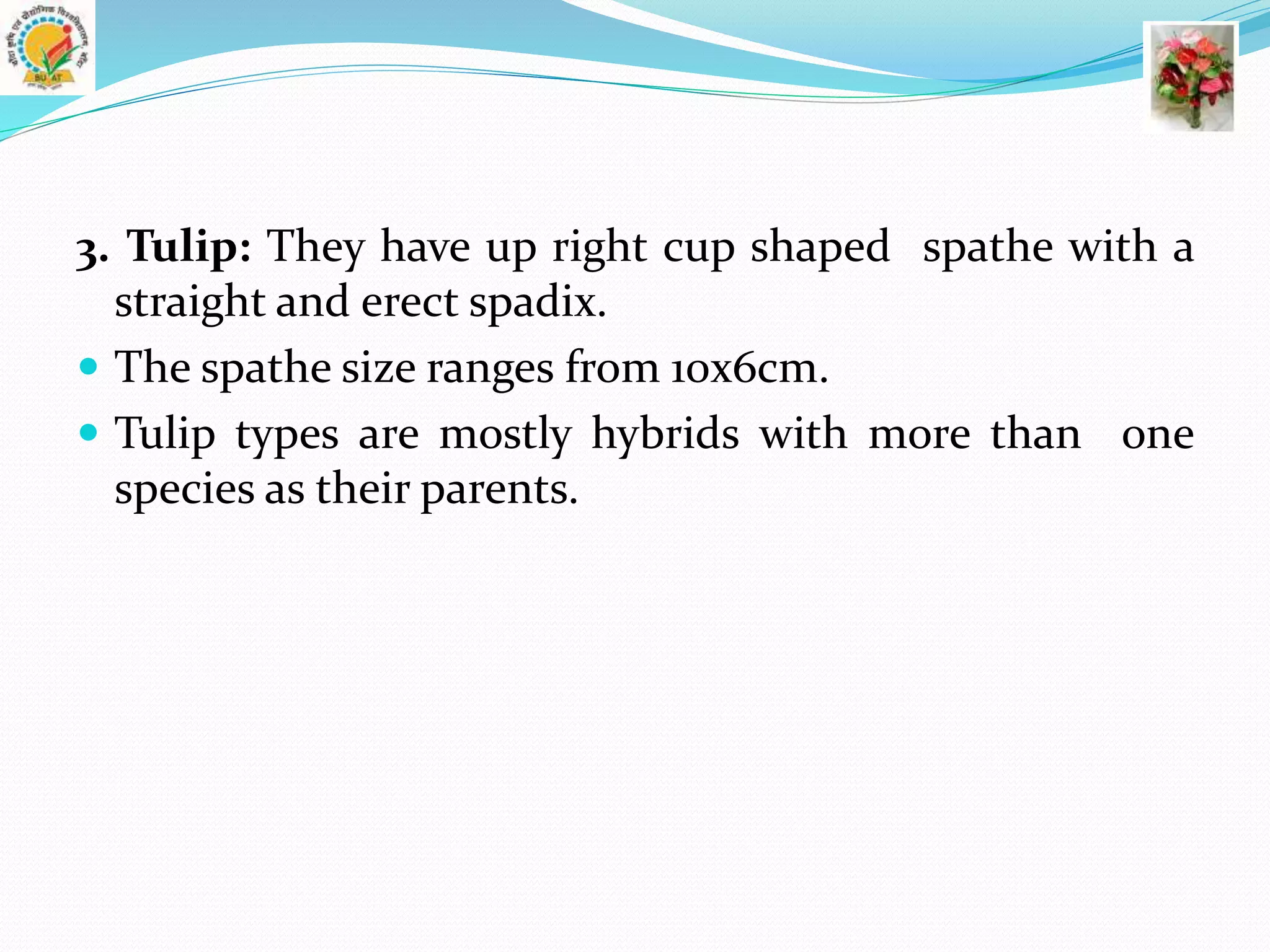 Anthurium Cultivation | PPTX