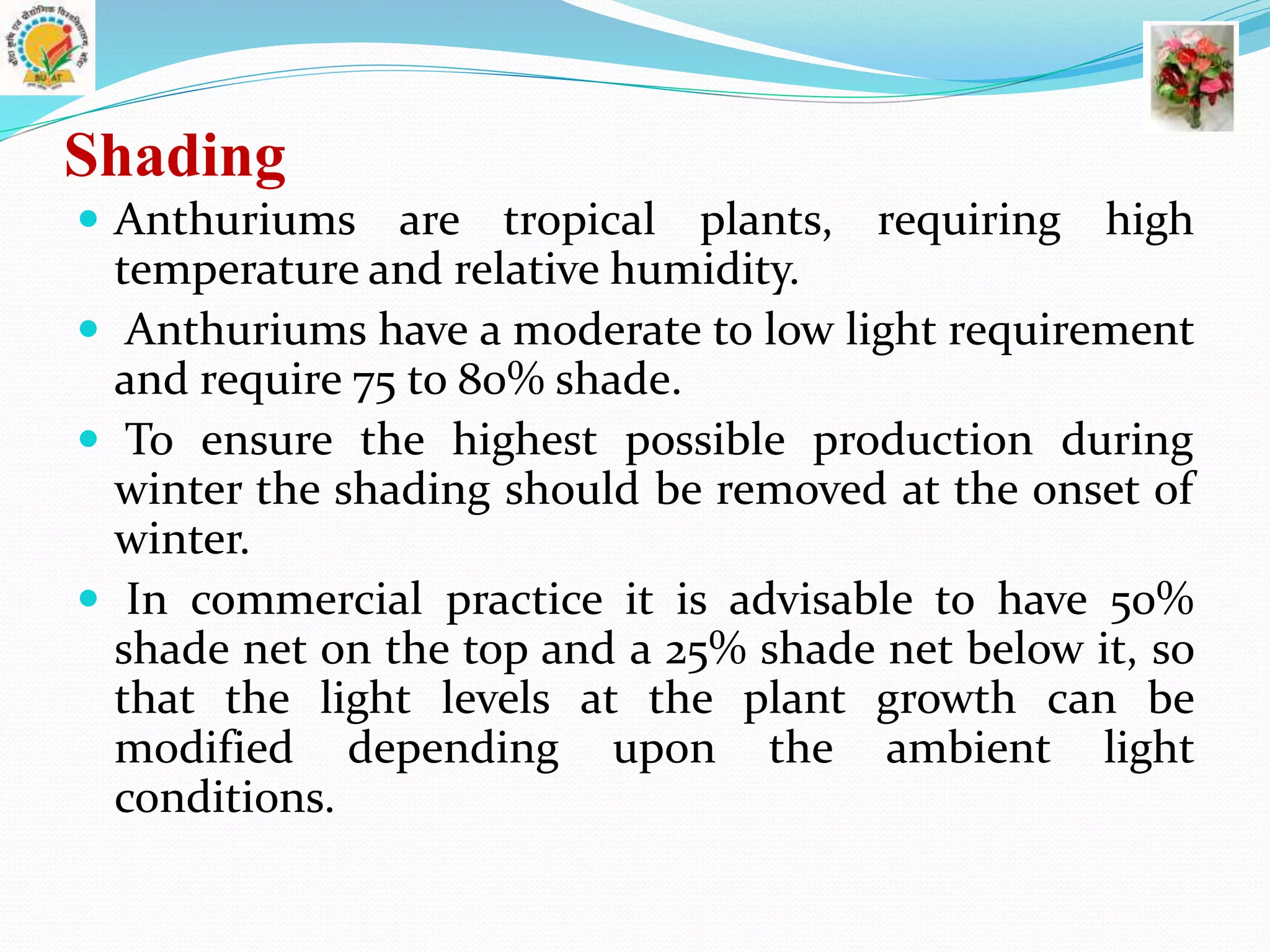 Anthurium Cultivation | PPTX