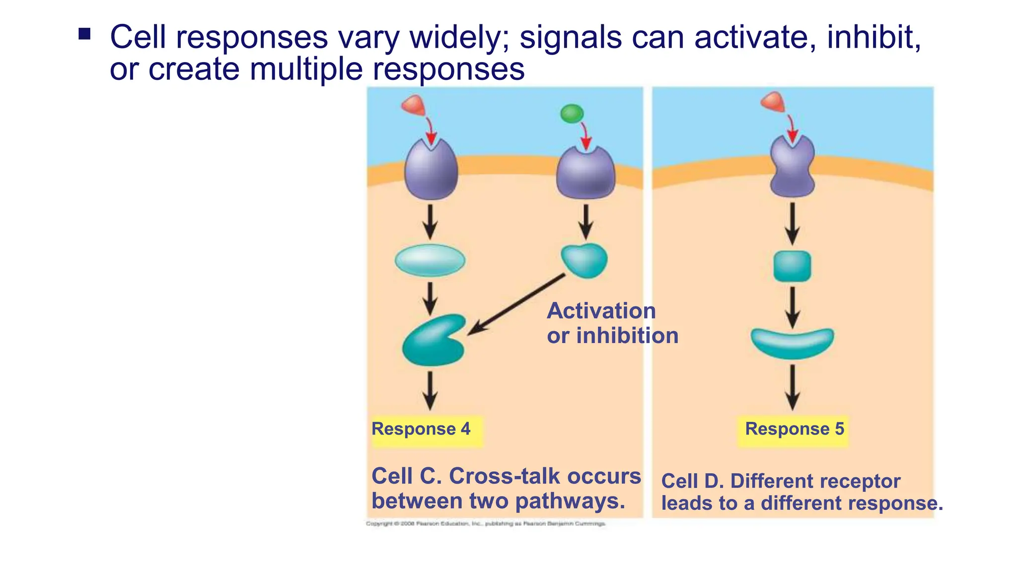 A discussion on cells signalling on the course cell biology oligy | PPT