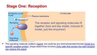 A discussion on cells signalling on the course cell biology oligy | PPT