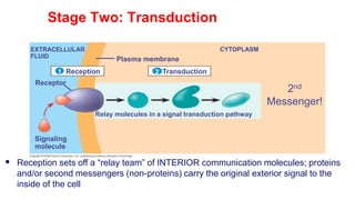 A discussion on cells signalling on the course cell biology oligy | PPT