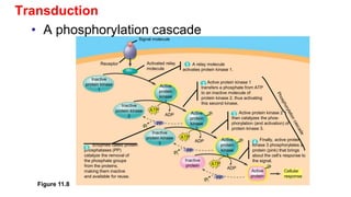 A discussion on cells signalling on the course cell biology oligy | PPT