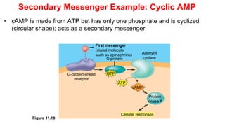 A discussion on cells signalling on the course cell biology oligy | PPT