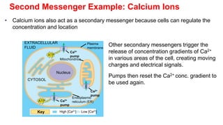 A discussion on cells signalling on the course cell biology oligy | PPT