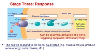 A discussion on cells signalling on the course cell biology oligy | PPT