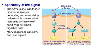 A discussion on cells signalling on the course cell biology oligy | PPT
