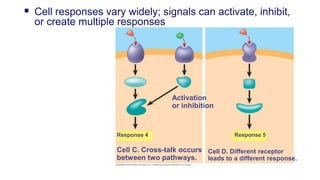 A discussion on cells signalling on the course cell biology oligy | PPT