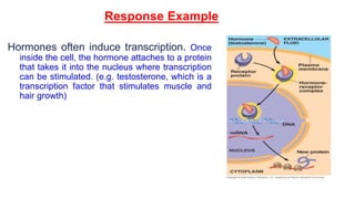 A discussion on cells signalling on the course cell biology oligy | PPT