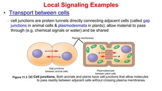 A discussion on cells signalling on the course cell biology oligy | PPT