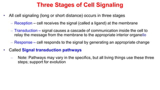 A discussion on cells signalling on the course cell biology oligy | PPT