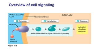 A discussion on cells signalling on the course cell biology oligy | PPT