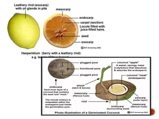 wk 13 plant reproduction asexual and sexual | PPT