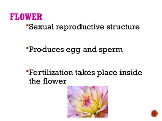 wk 13 plant reproduction asexual and sexual | PPT
