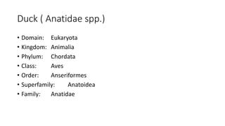 Terminologies, taxonomy, Animal breeding and genetics | PDF