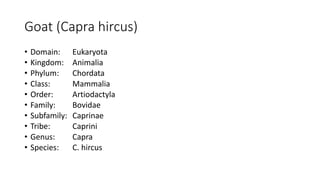 Terminologies, taxonomy, Animal breeding and genetics | PDF