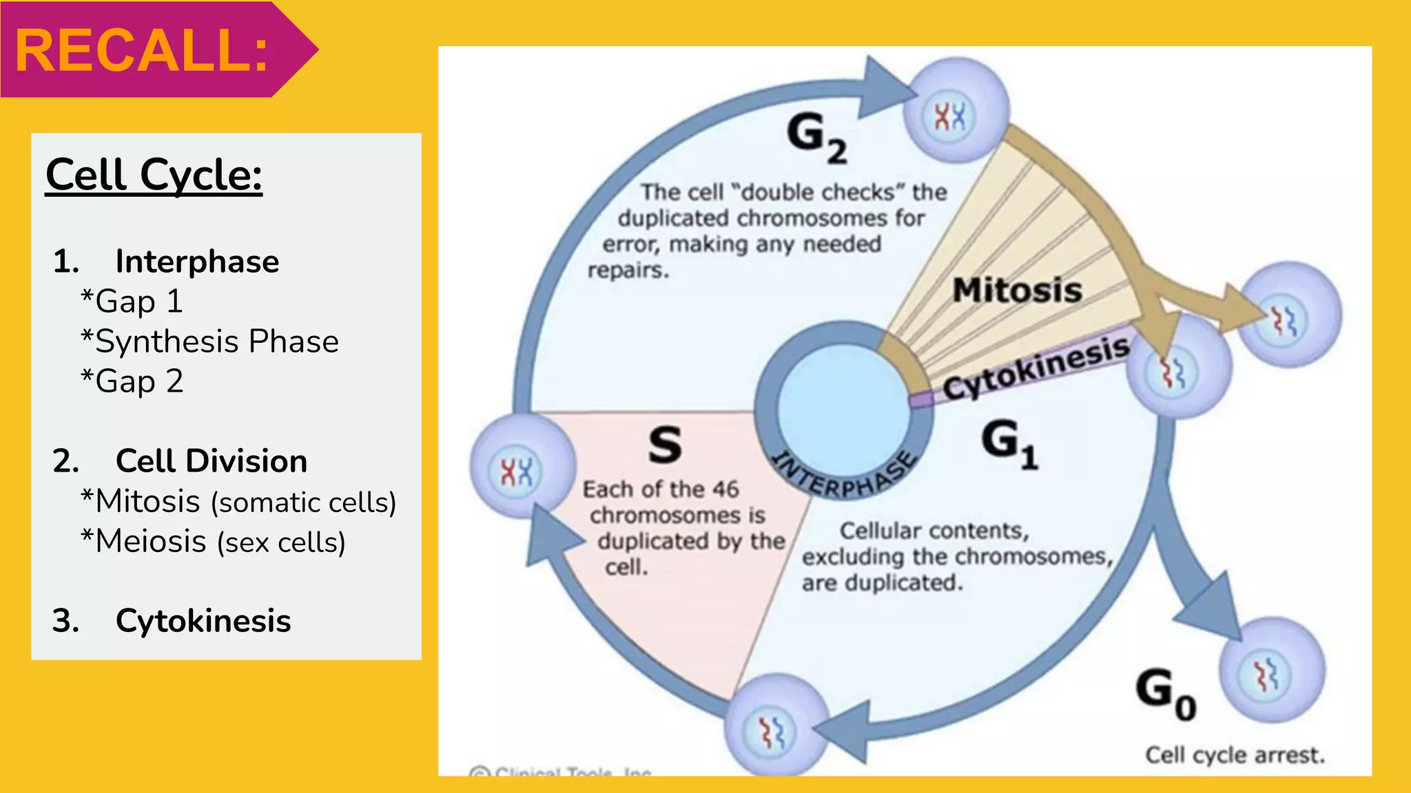 Cell Cycle.pdf