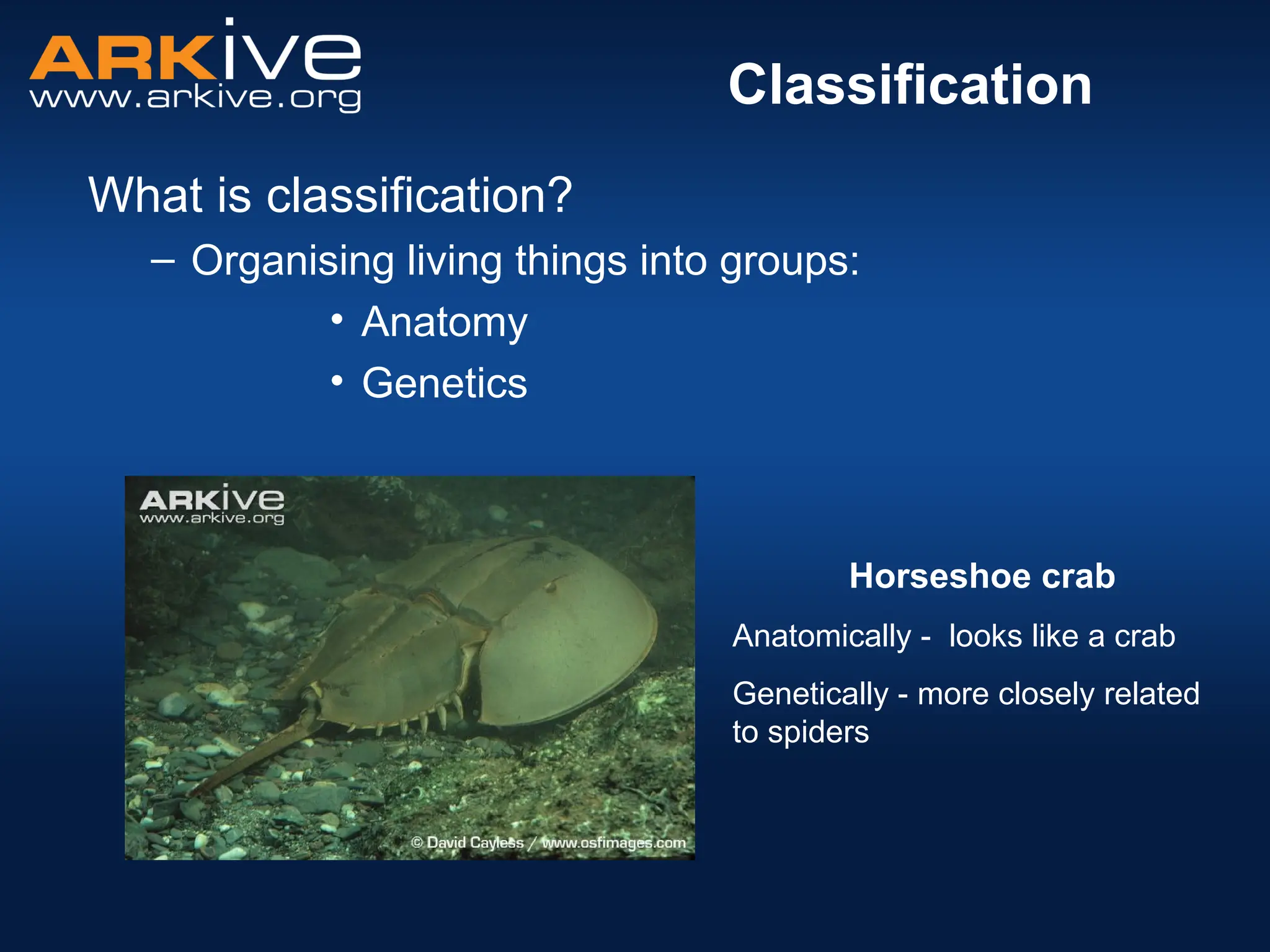 wk5-Classifying invertebrates and vertebrates.ppt