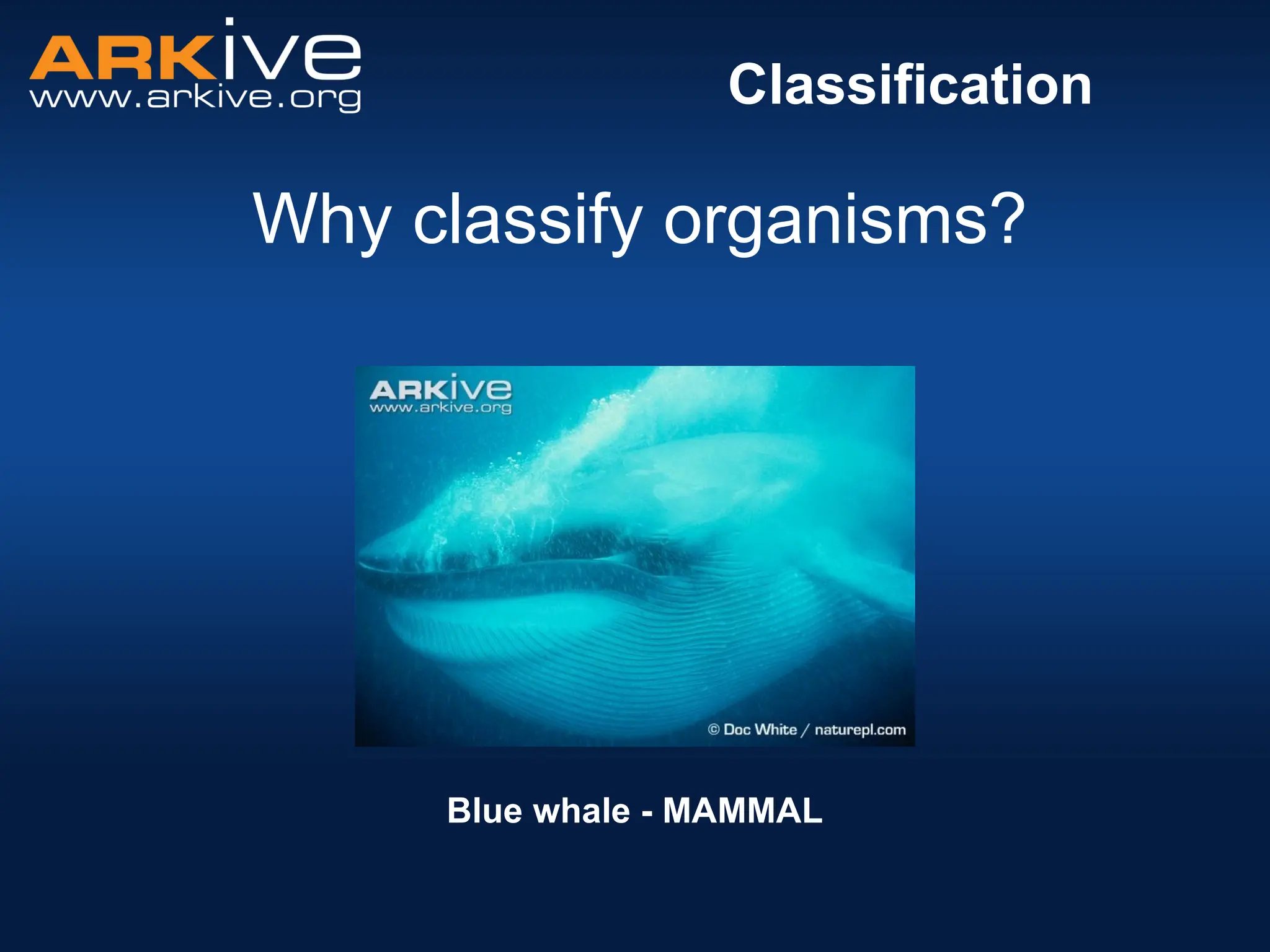 wk5-Classifying invertebrates and vertebrates.ppt