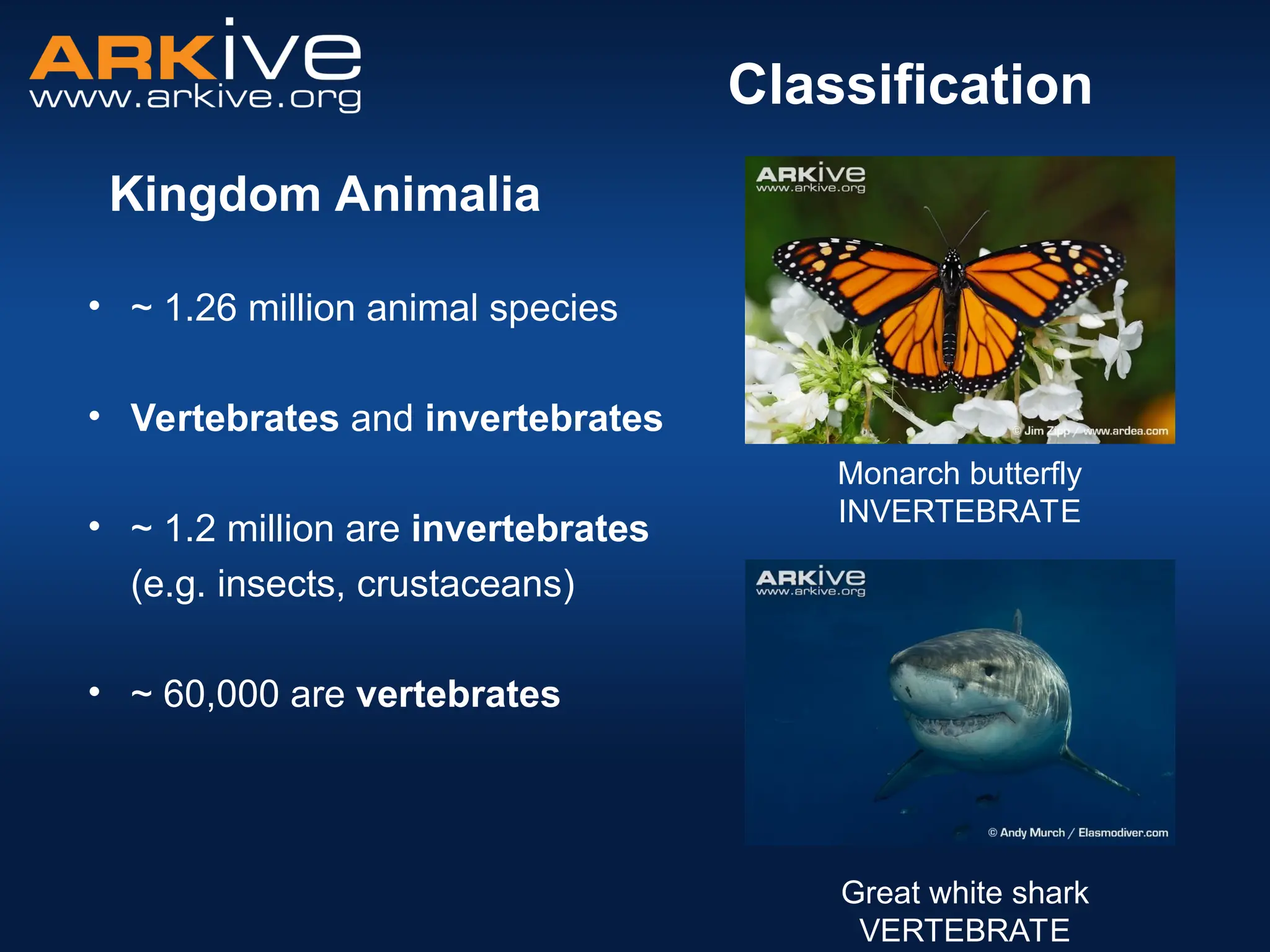 wk5-Classifying invertebrates and vertebrates.ppt