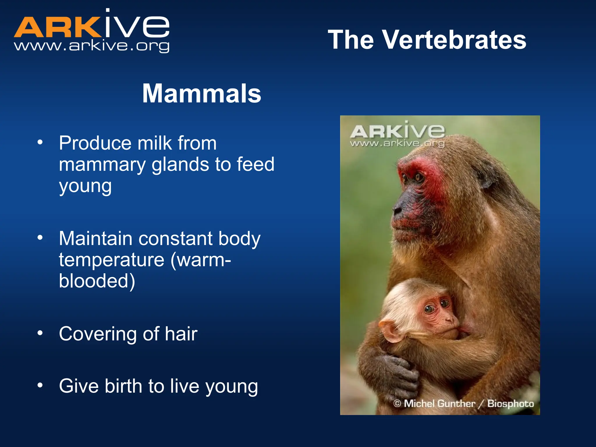 wk5-Classifying invertebrates and vertebrates.ppt