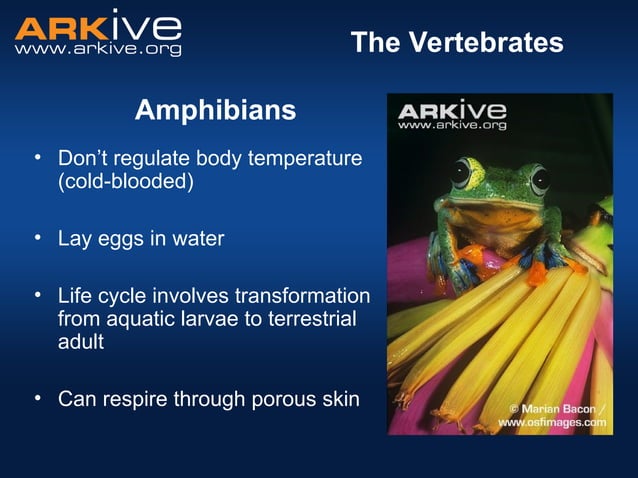 wk5-Classifying invertebrates and vertebrates.ppt