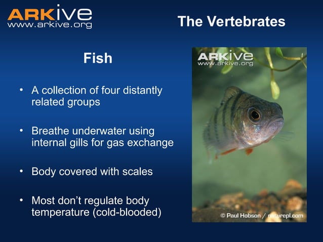 wk5-Classifying invertebrates and vertebrates.ppt