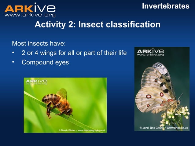 wk5-Classifying invertebrates and vertebrates.ppt