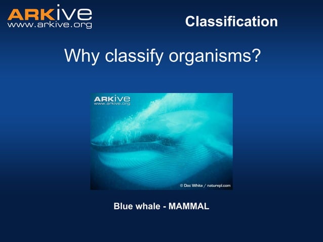 wk5-Classifying invertebrates and vertebrates.ppt