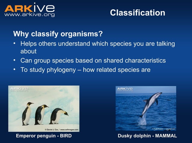 wk5-Classifying invertebrates and vertebrates.ppt