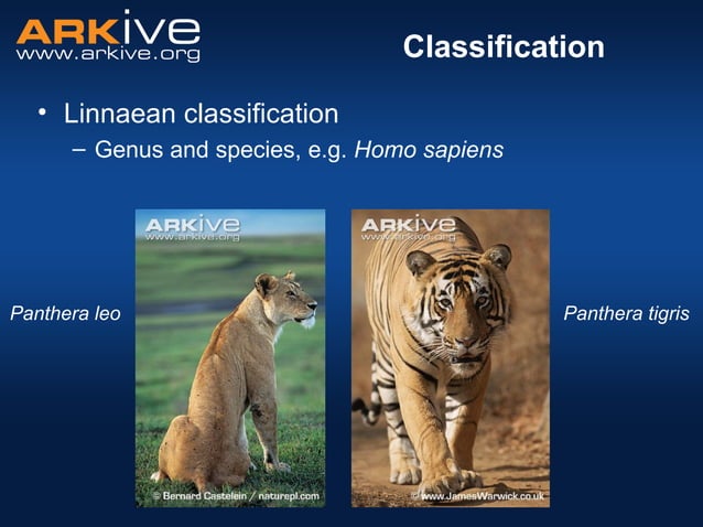 wk5-Classifying invertebrates and vertebrates.ppt