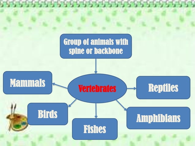 Wk5 Characteristics of Vertebrate Animals.pptx