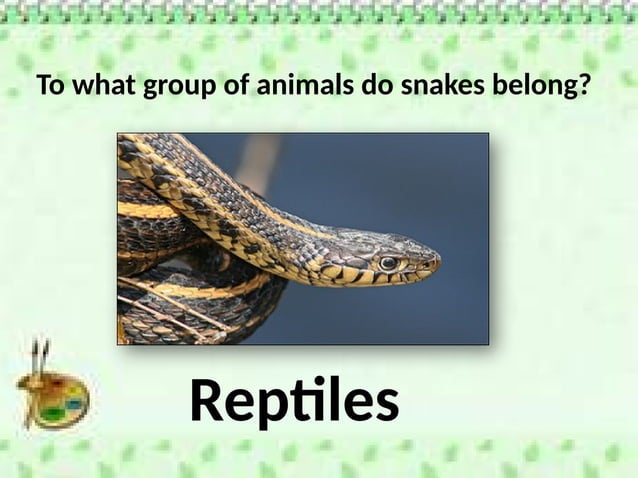 Wk5 Characteristics of Vertebrate Animals.pptx