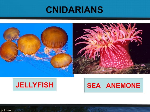 WK5 INVERTEBRATES this is all about invertebrates | PPT