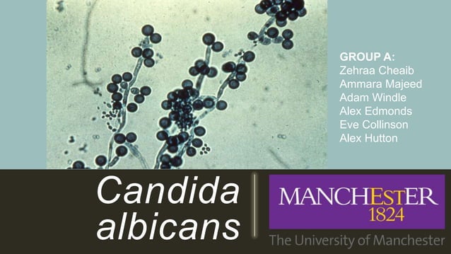 Microbial CV on Candida albicans | PPT
