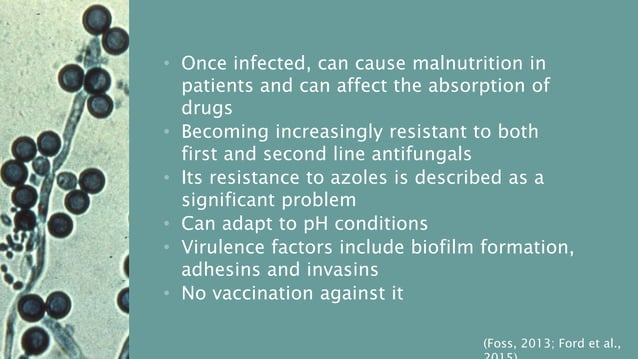 Microbial CV on Candida albicans | PPT