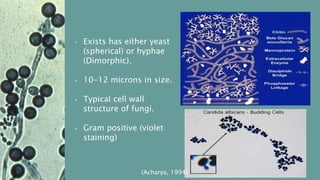 Microbial CV on Candida albicans | PPT