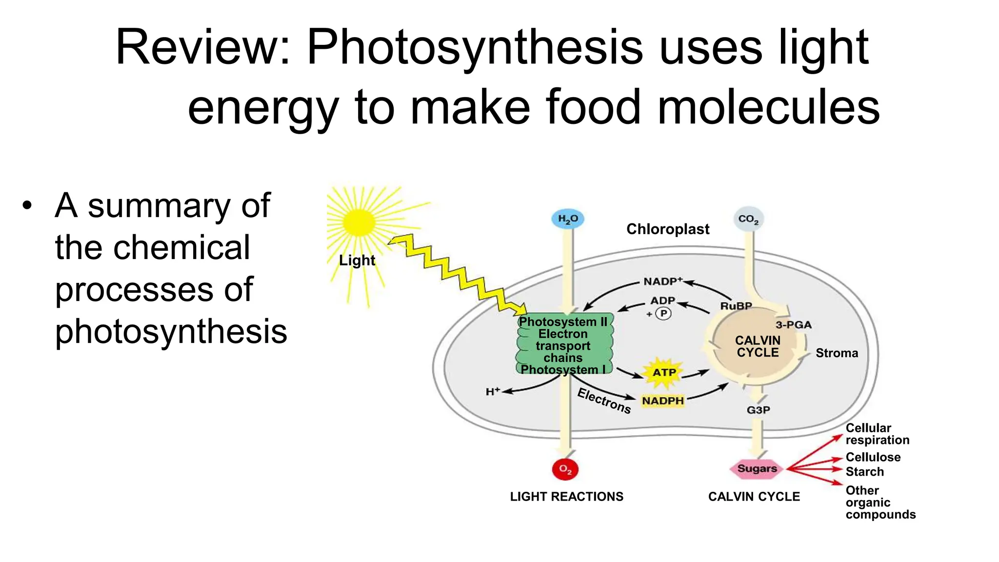 Wk 9 Photosynthesis.pptx. Basic photosynthesis explained | PPTX