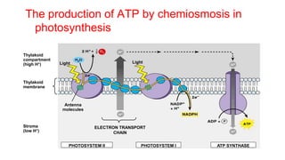 Wk 9 Photosynthesis.pptx. Basic photosynthesis explained | PPTX