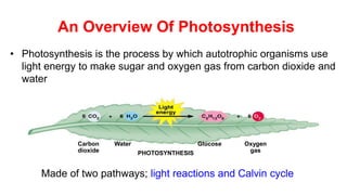 Wk 9 Photosynthesis.pptx. Basic photosynthesis explained | PPTX