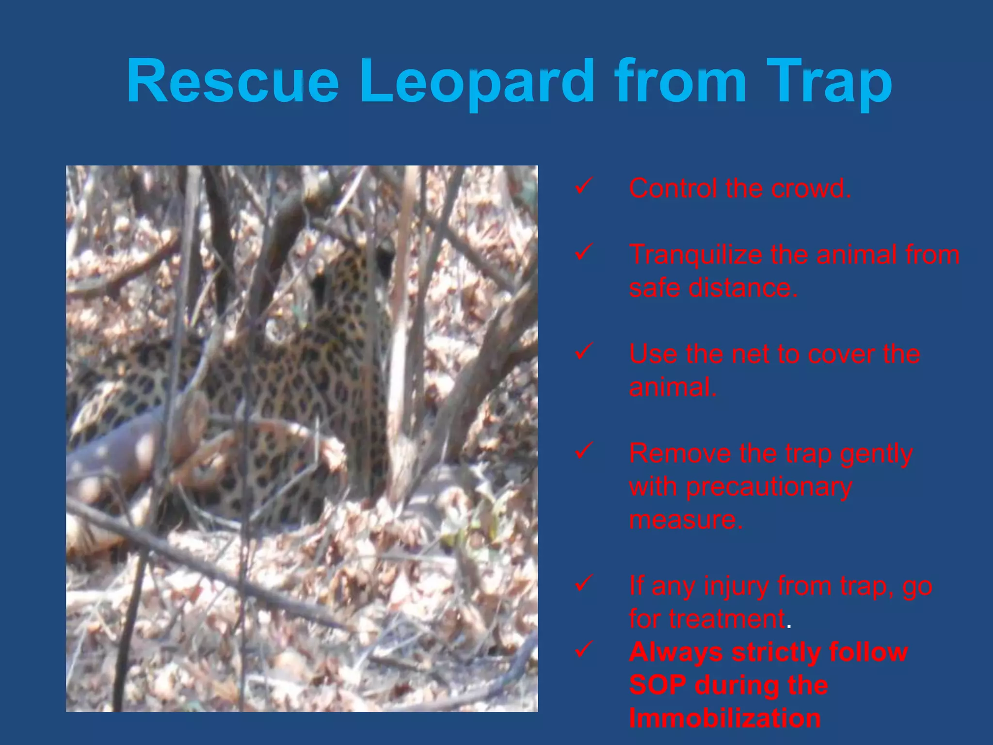Restrain and Immobilization of wildlife | PPTX