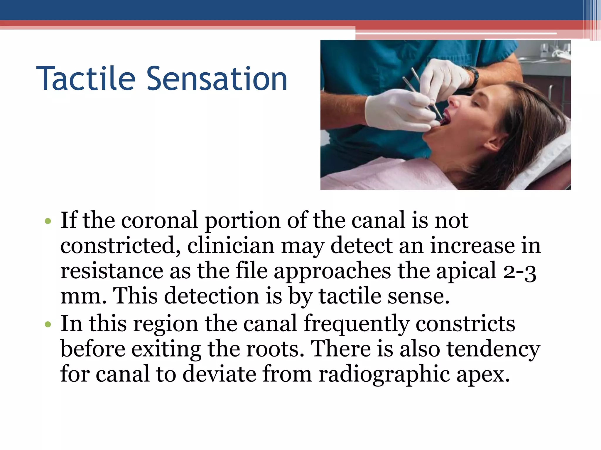 Wl determination & anatomy of the root apex | PPTX
