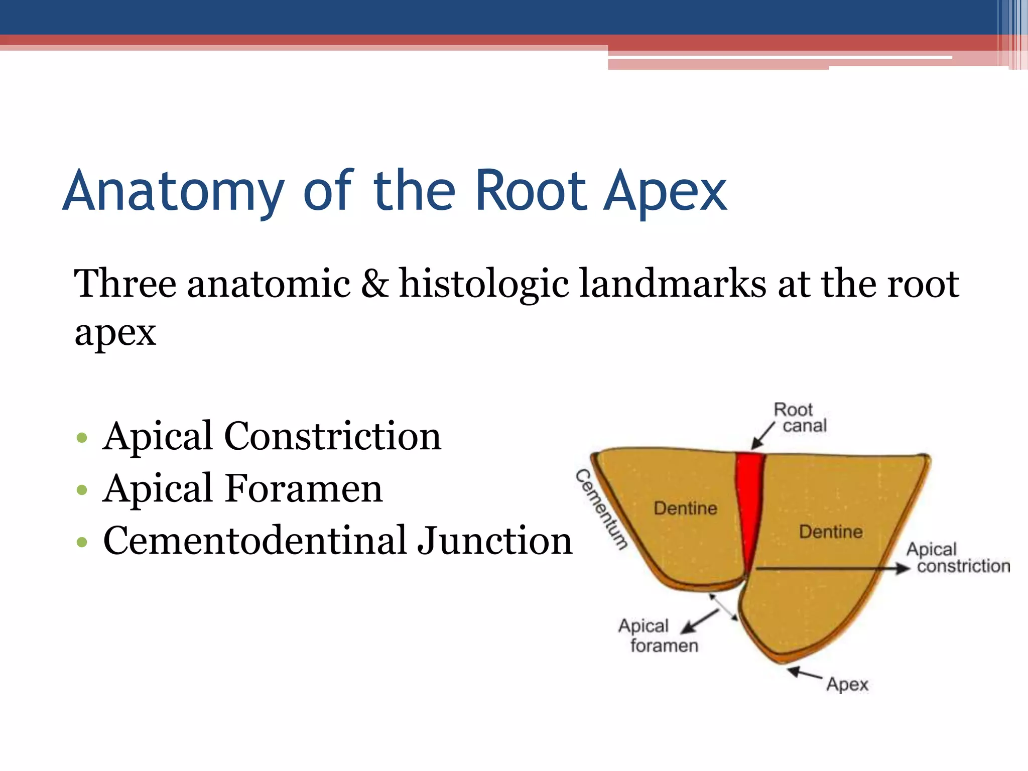 Wl determination & anatomy of the root apex | PPTX