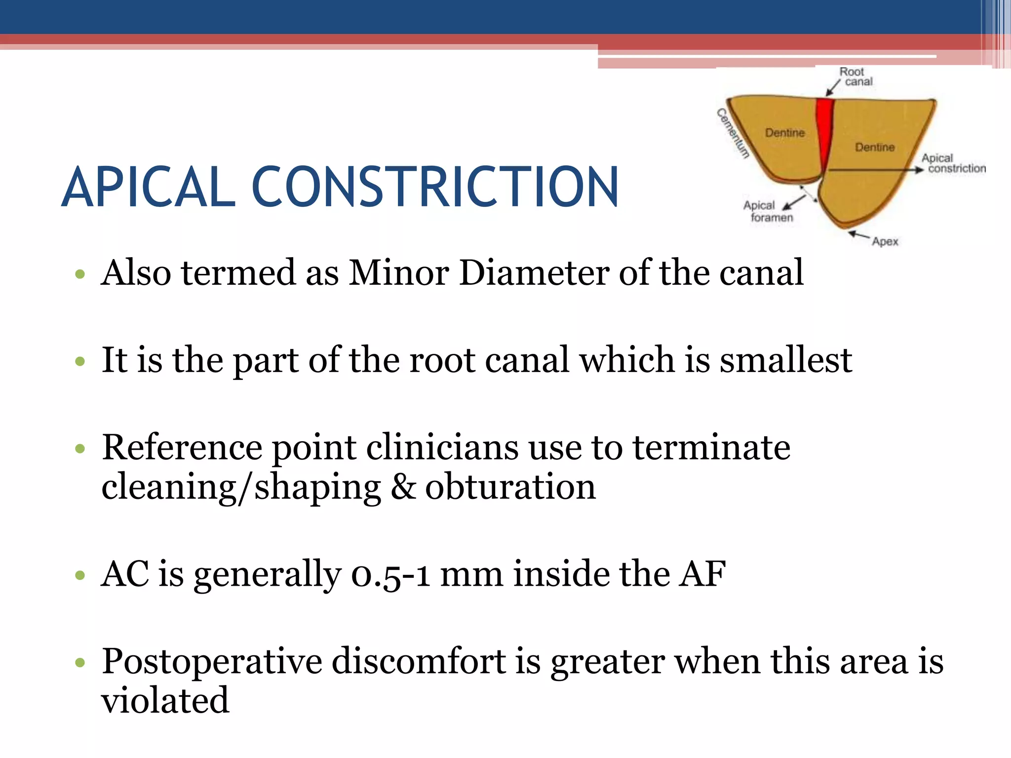Wl determination & anatomy of the root apex | PPTX