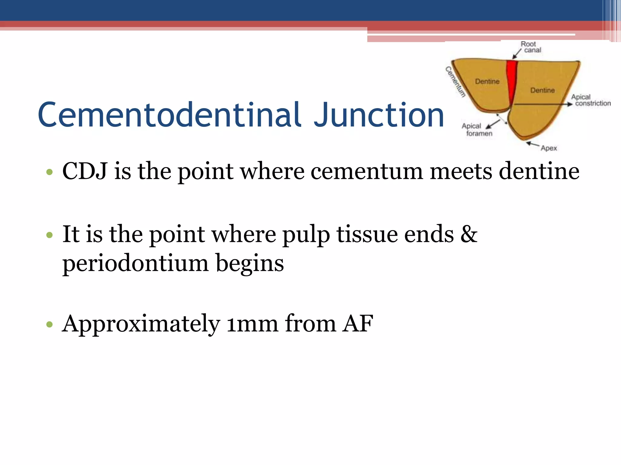Wl determination & anatomy of the root apex | PPTX
