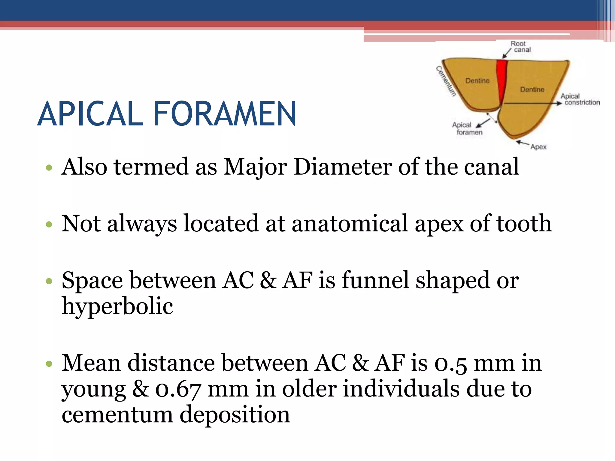 Wl determination & anatomy of the root apex | PPTX