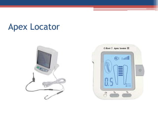 Wl determination & anatomy of the root apex | PPTX